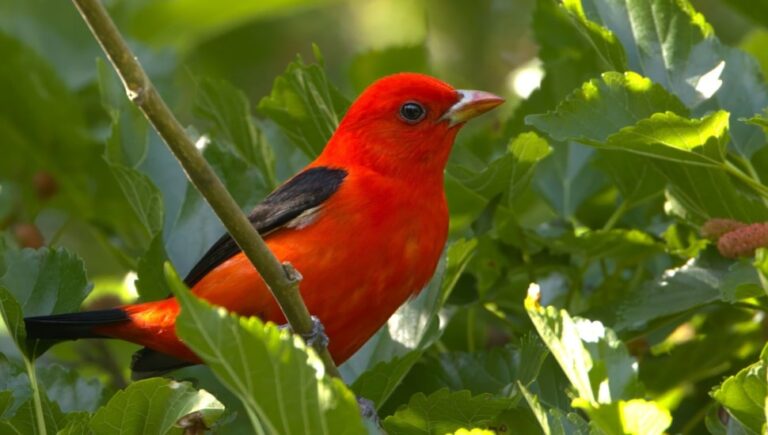 Pennsylvania May Soon Designate a New 'Migratory Bird' - PHILADELPHIA.Today