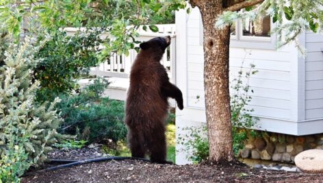 Black Bear Sightings in Delaware County: How Homeowners Can Keep Them ...